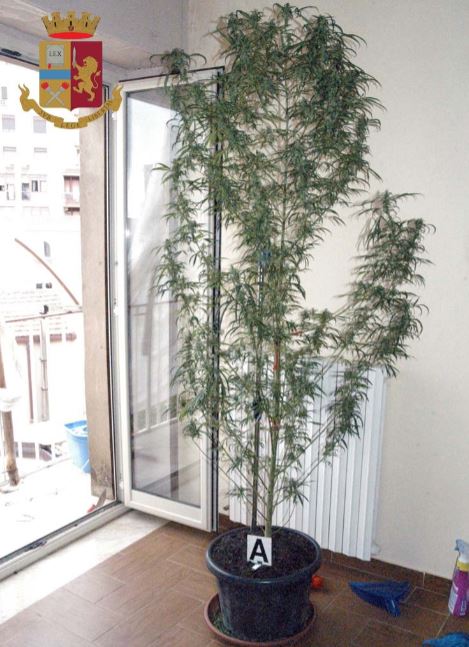 Coltivava una pianta di marijuana nella camera da letto: denunciato ...