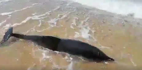 Bovo Marina, Mareamico: "Trovato delfino agonizzante ...