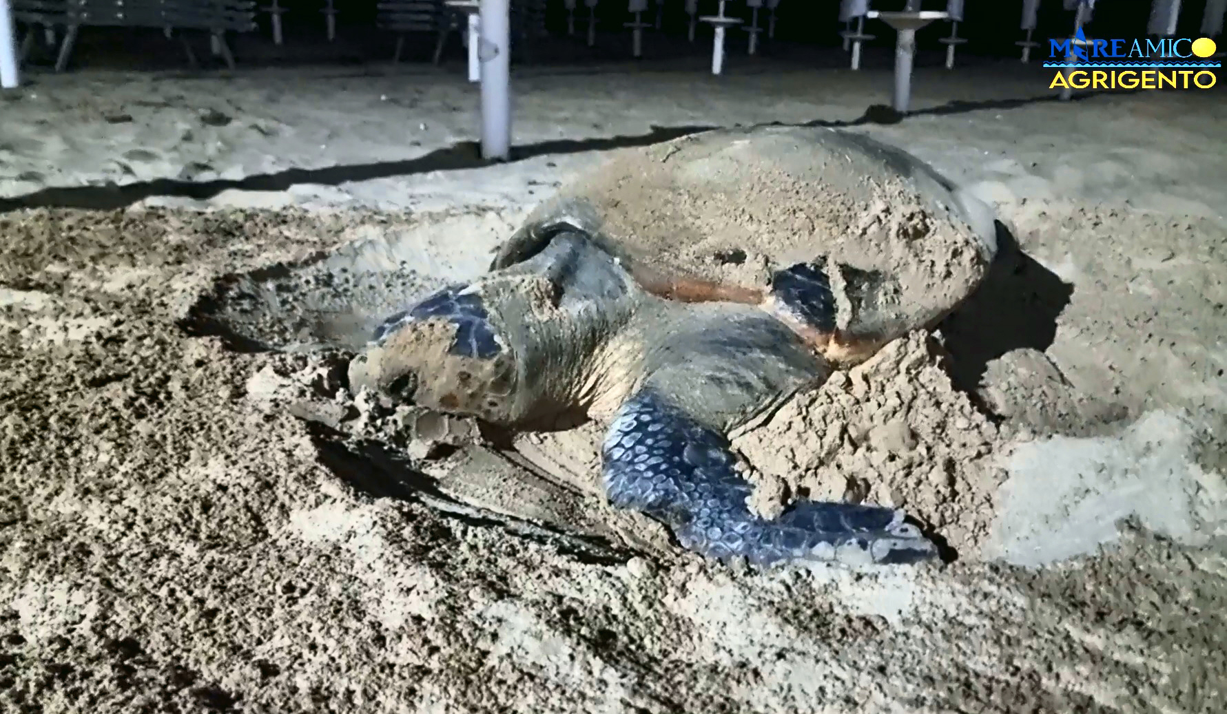 Tartaruga Caretta Caretta depone uova sulla spiaggia del Kaeso, lo ...