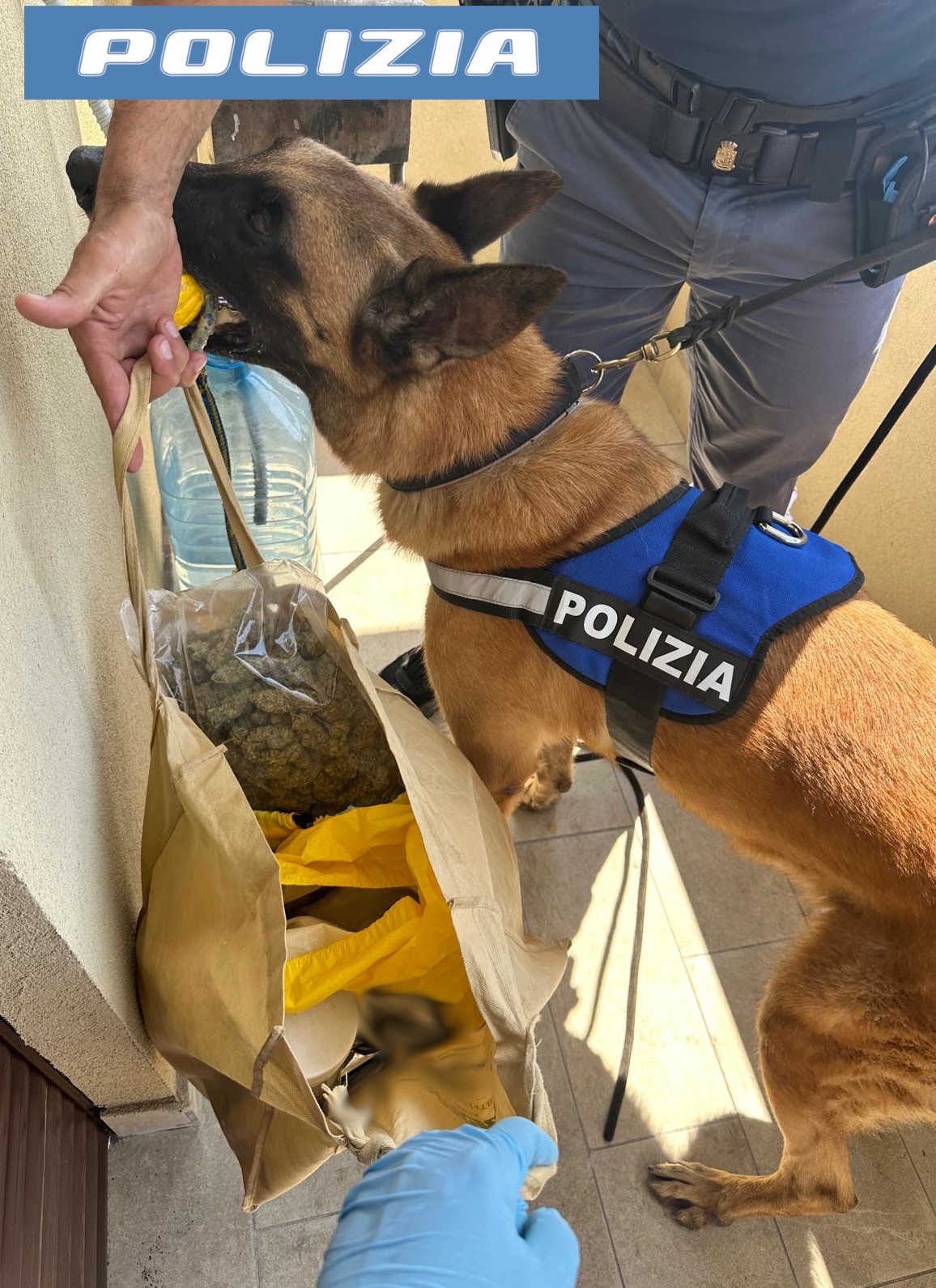 Polizia trova 1.3 chili di droga nello scantinato di uno stabile ...